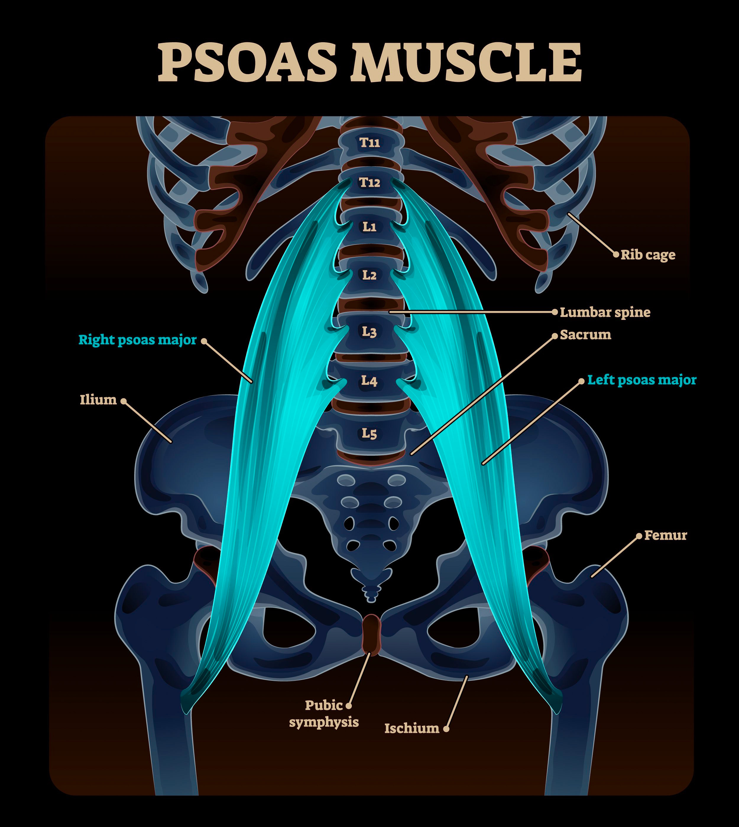 Tai Chi Health Benefit Themes Psoas Muscle Pic Negative – Master Moy's ...